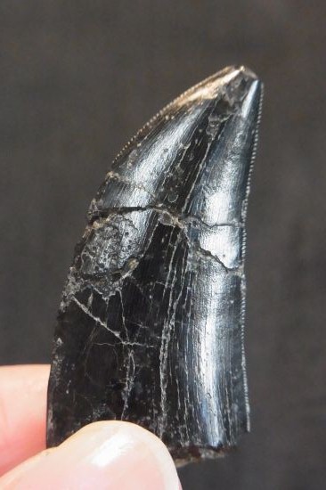 アロサウルス実物歯化石① アロサウルス実物歯化石①